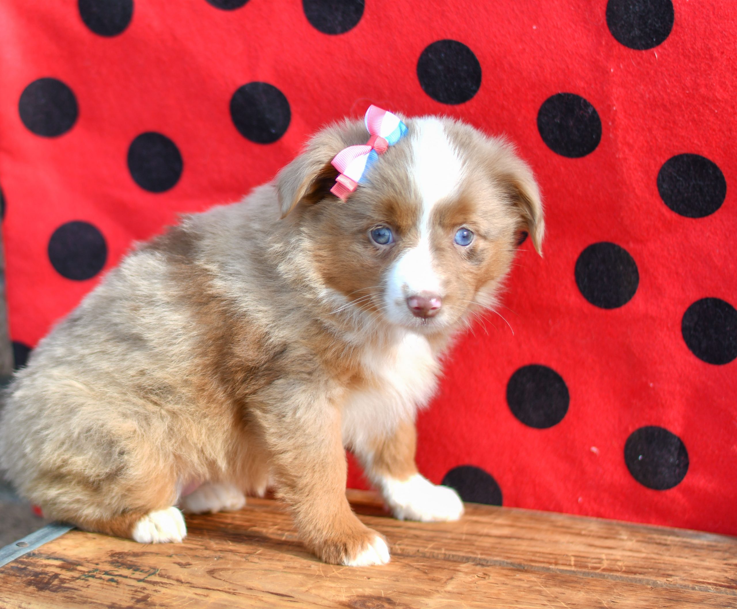 Layla- Mini Australian Shepherd : Hometown Pups
