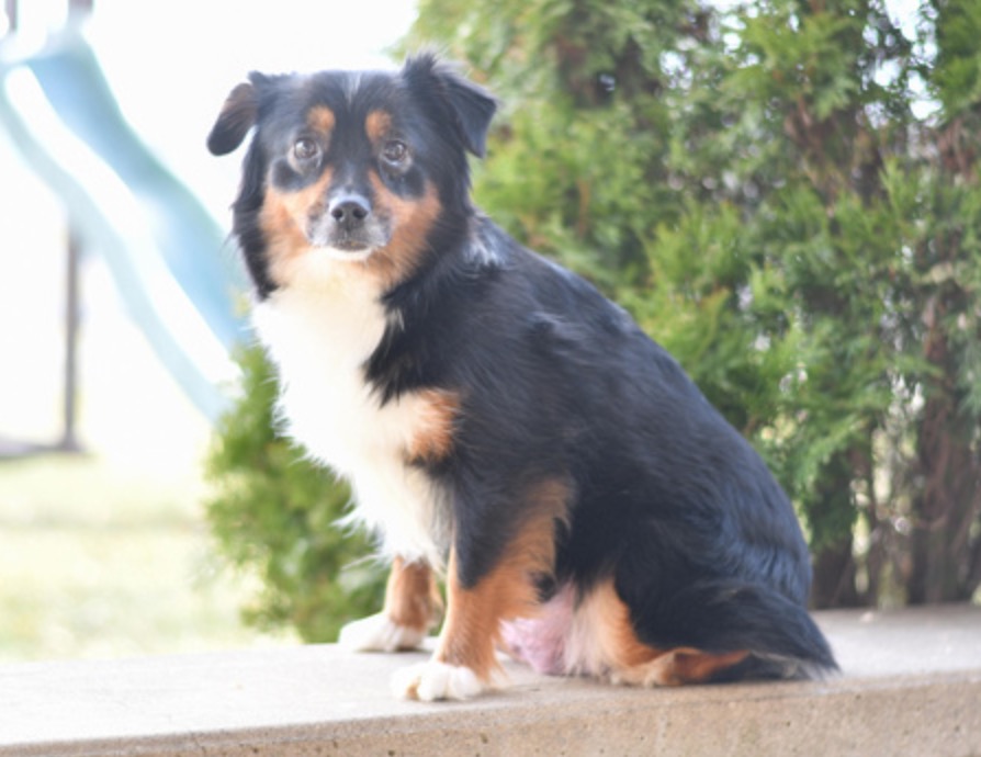 Layla- Mini Australian Shepherd : Hometown Pups